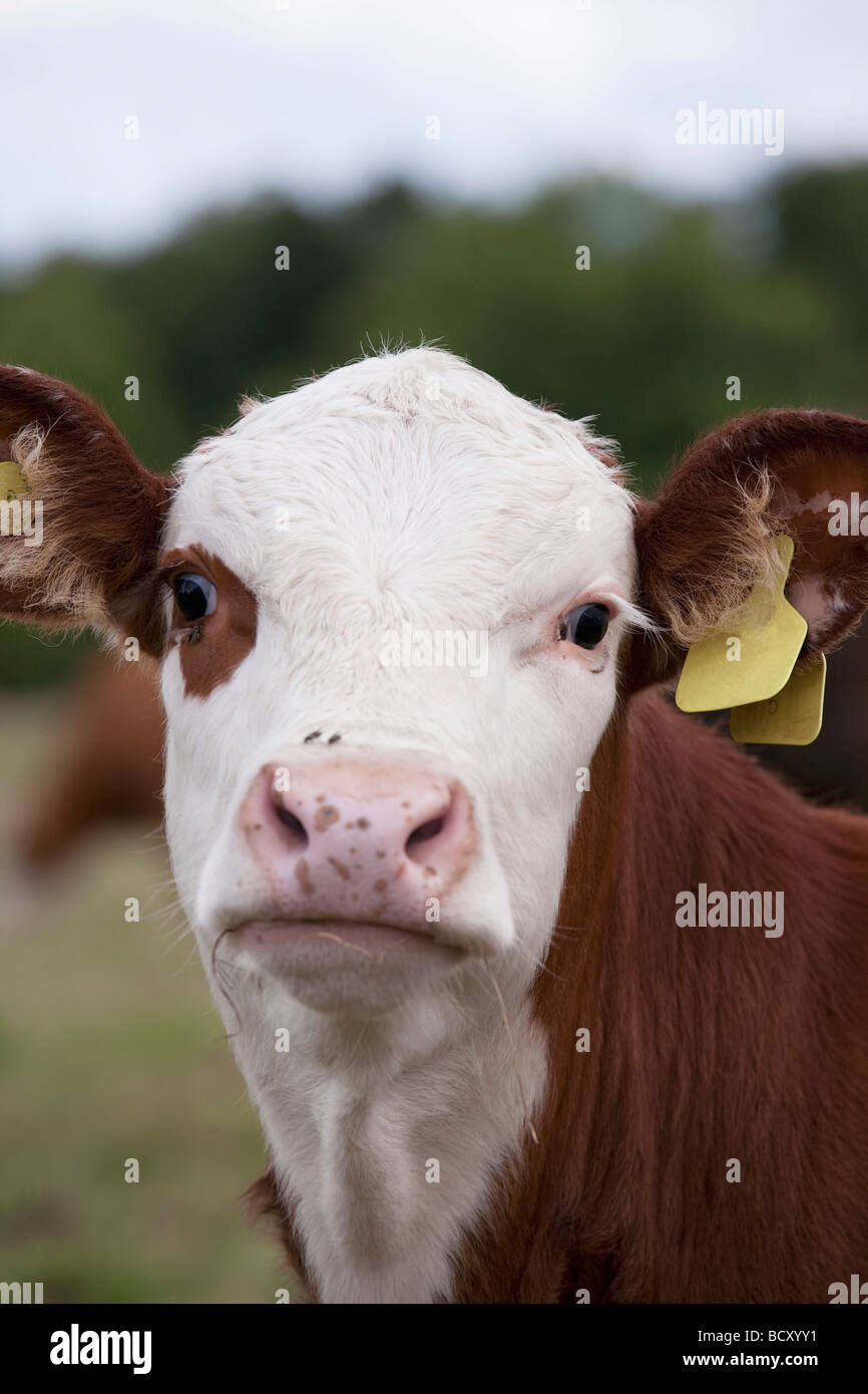close up of the head of a young calf Stock Photo - Alamy