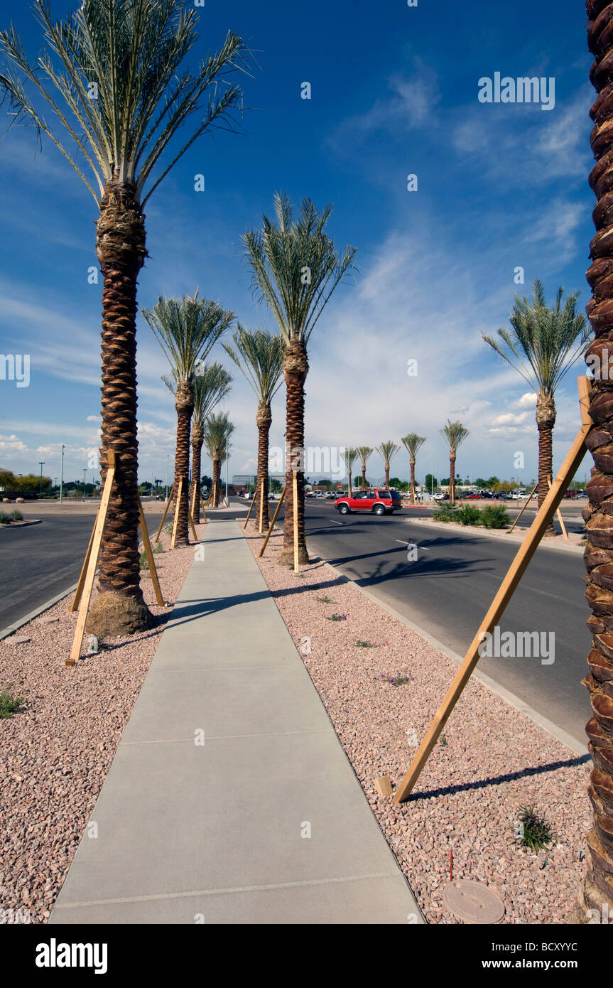 Wooden slats help prop up newly installed palm trees Stock Photo - Alamy