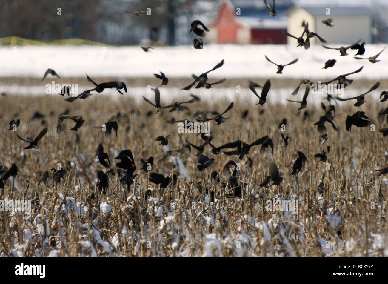 Blackbirds hi-res stock photography and images - Alamy
