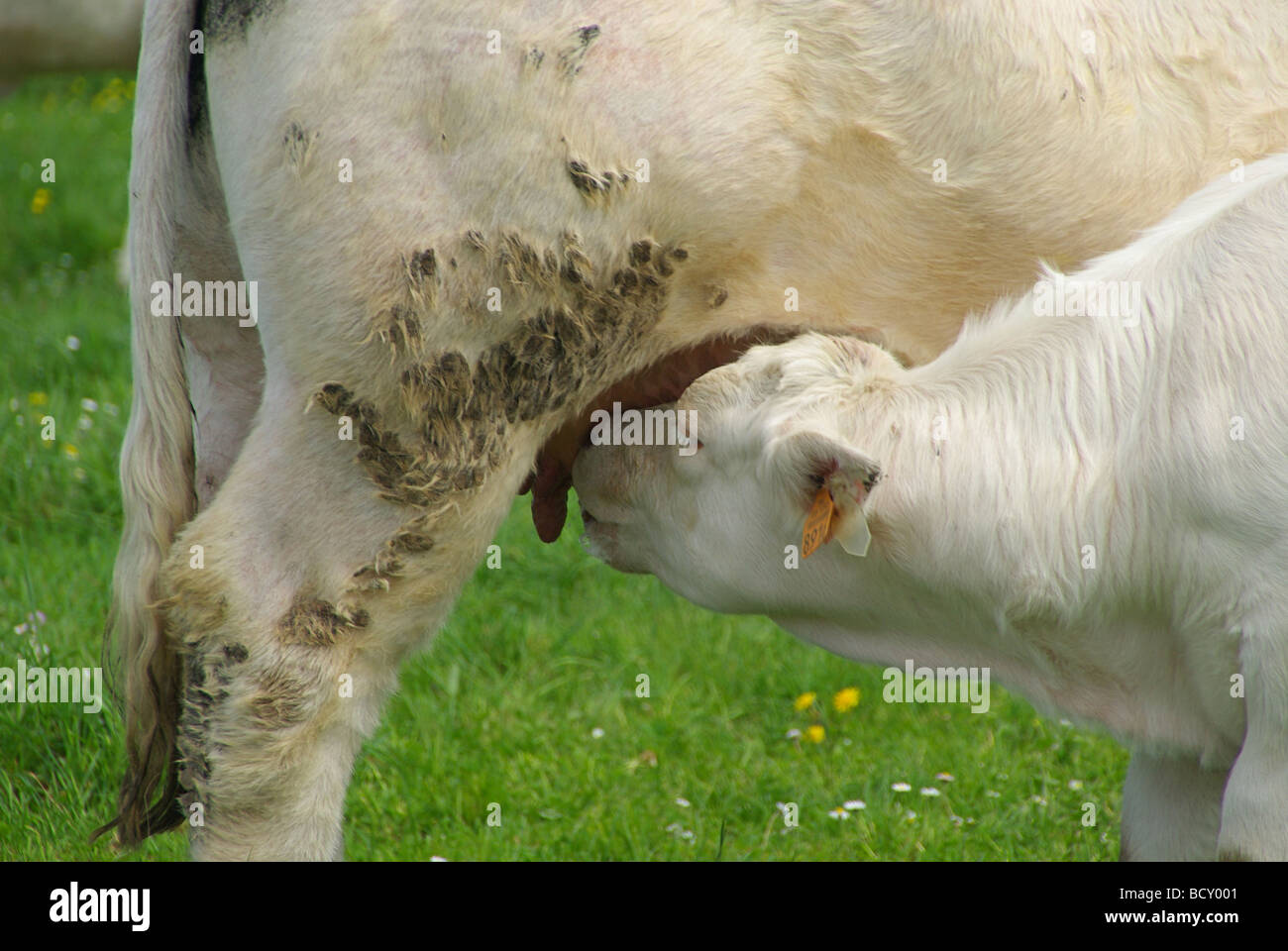 Rind cow 33 Stock Photo - Alamy