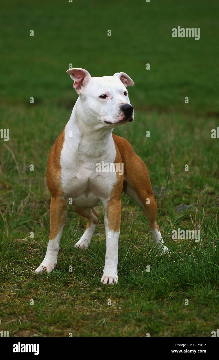 American Staffordshire Terrier / Pit Bull Terrier Stock Photo - Alamy