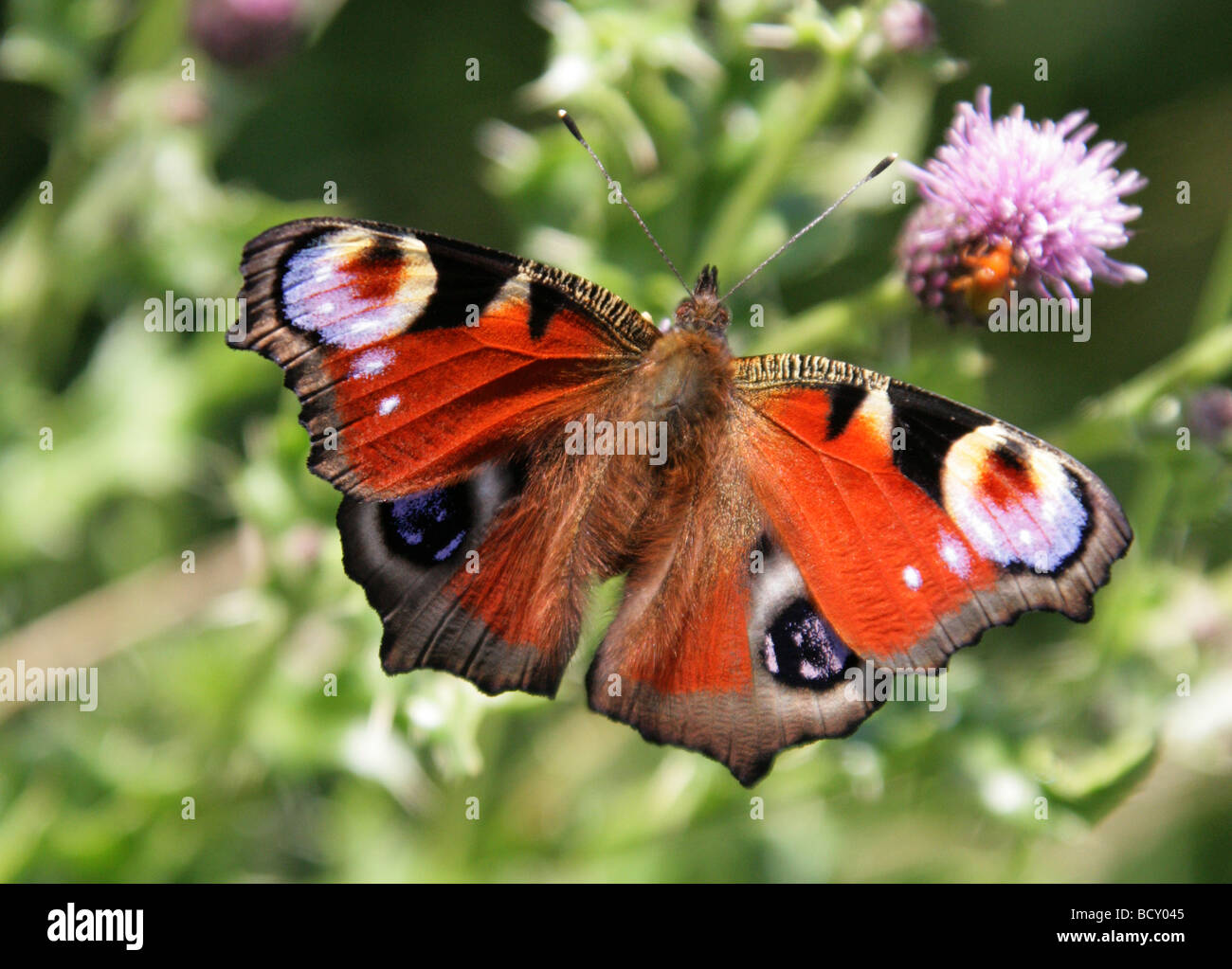 Peacock Butterfly, Inachis io, Nymphalidae Stock Photo - Alamy