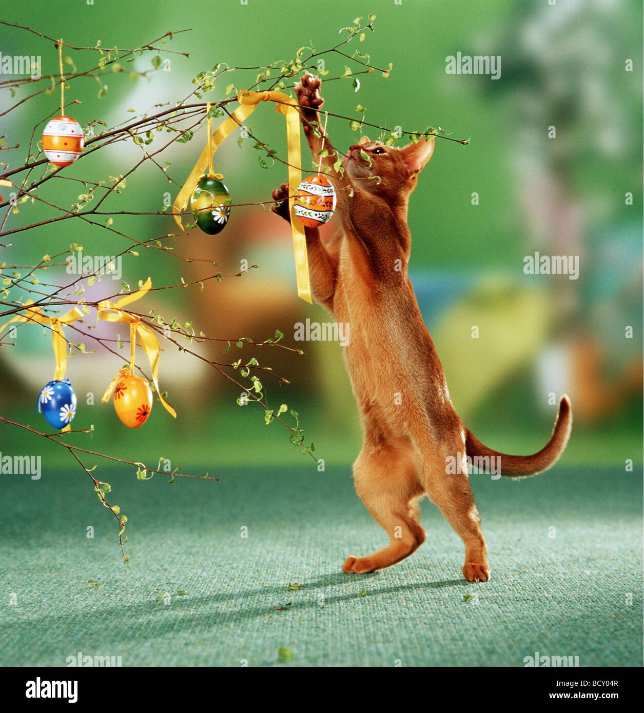 Abyssin cat hi-res stock photography and images - Alamy