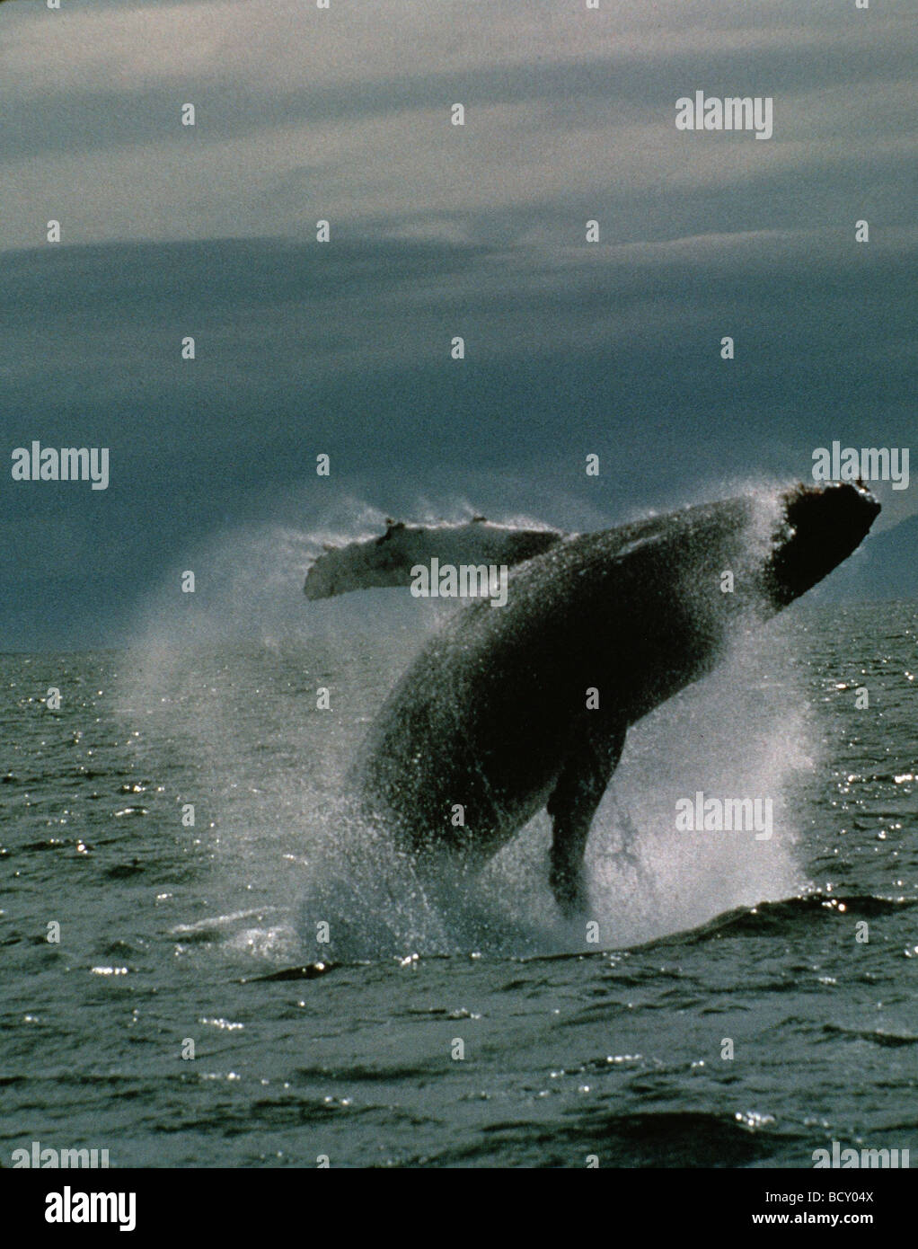 humpback jumping / Megaptera novaeangliae Stock Photo - Alamy