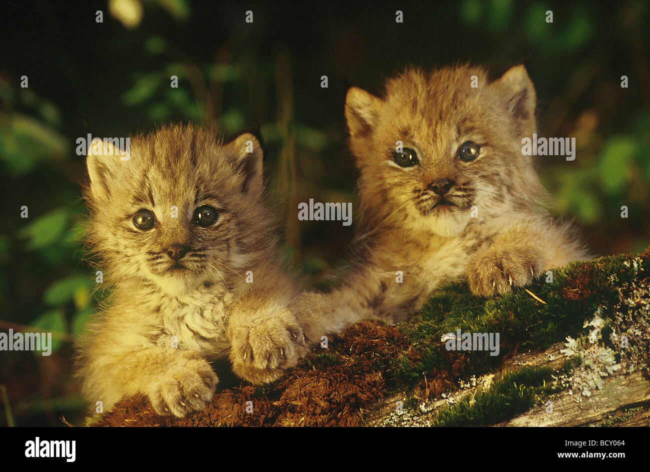 Canadian lynx cubs lynx canadensis hi-res stock photography and images ...