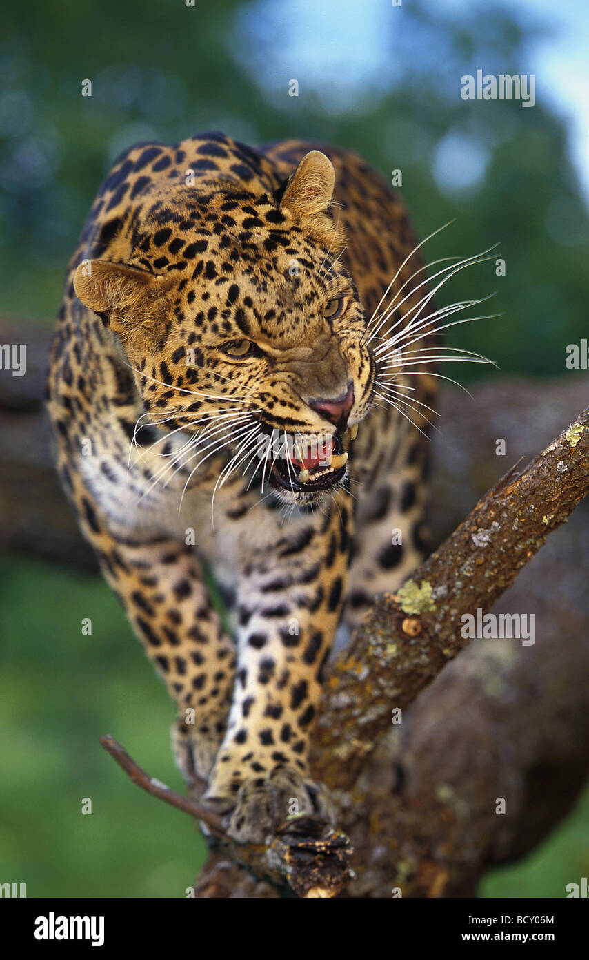 panthera pardus / leopard Stock Photo - Alamy