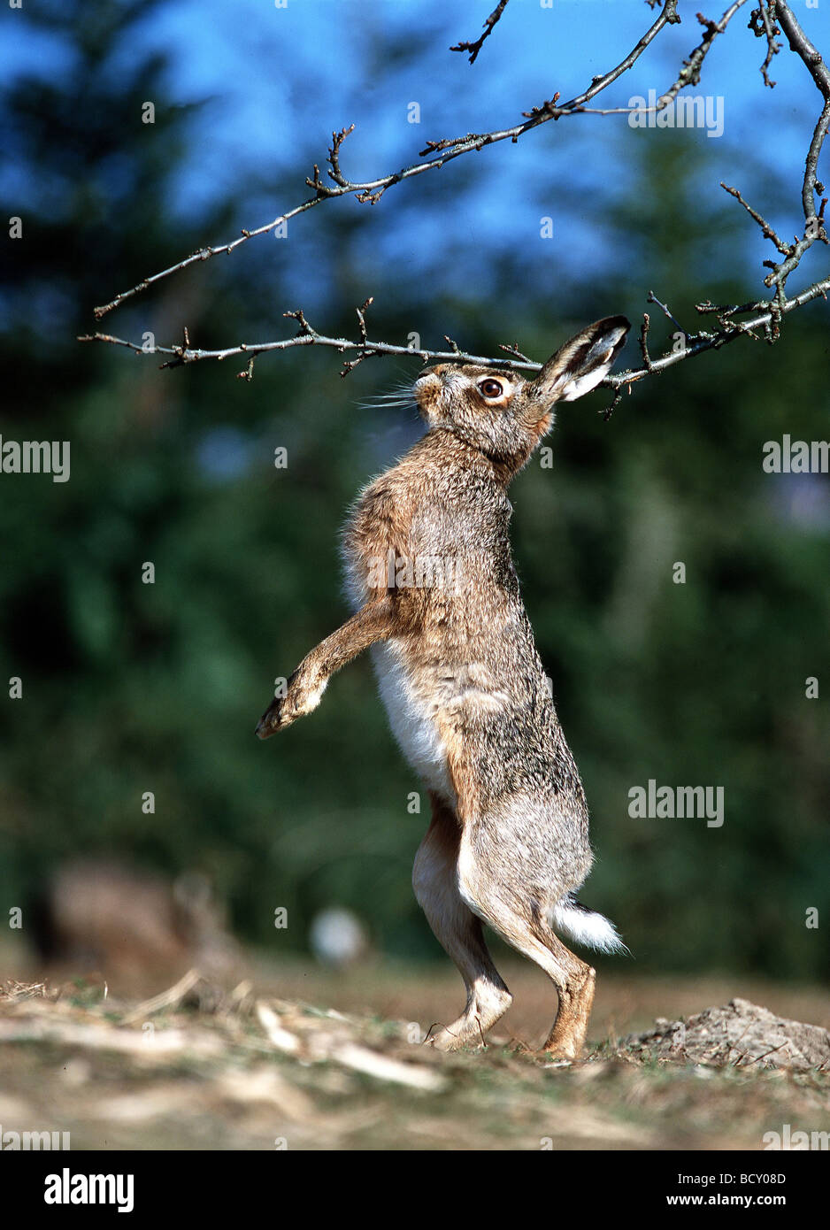 European hare on hind legs hi-res stock photography and images - Alamy