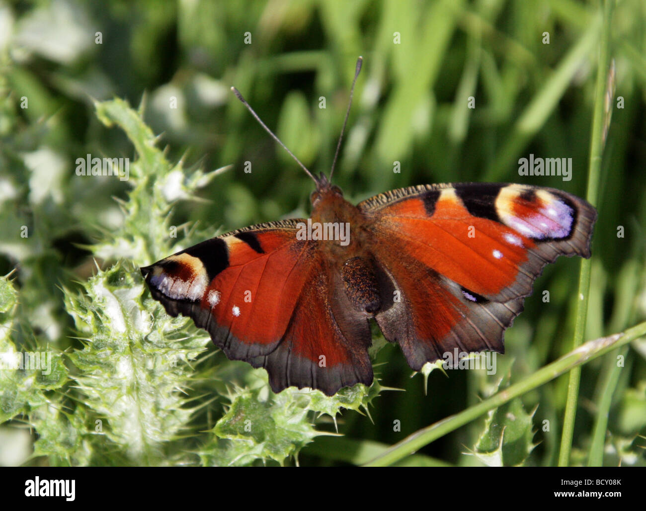 Peacock Butterfly, Inachis io, Nymphalidae Stock Photo - Alamy