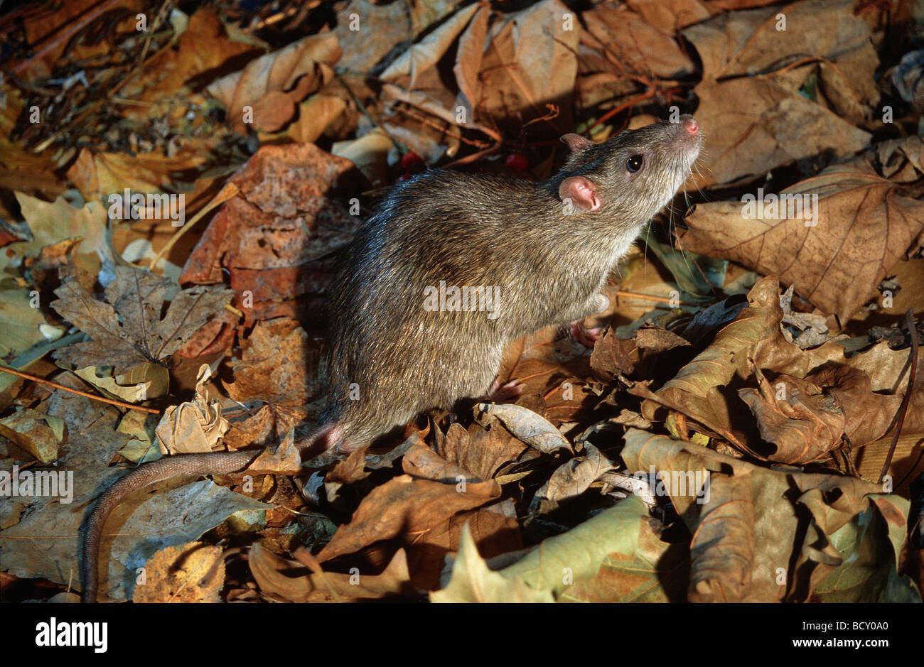Norway Rat, Brown Ratr (Rattus norvegicus). Adult in leaf litter Stock ...