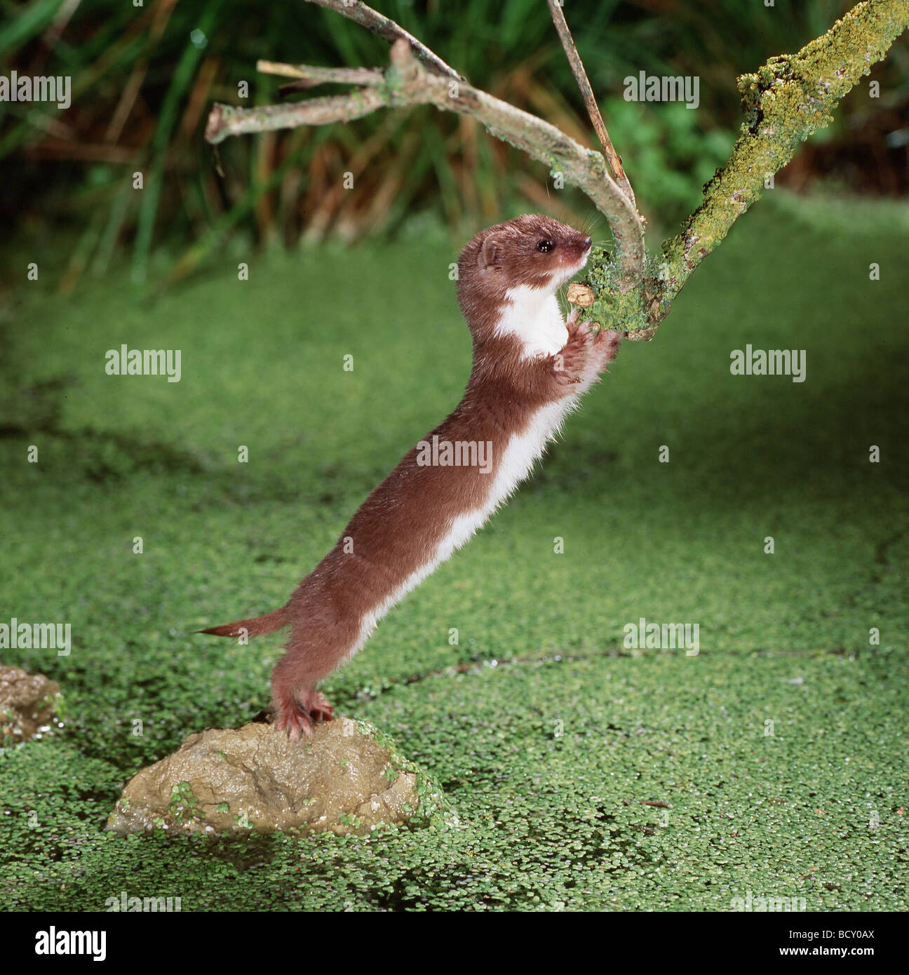 Least weasels hi-res stock photography and images - Alamy