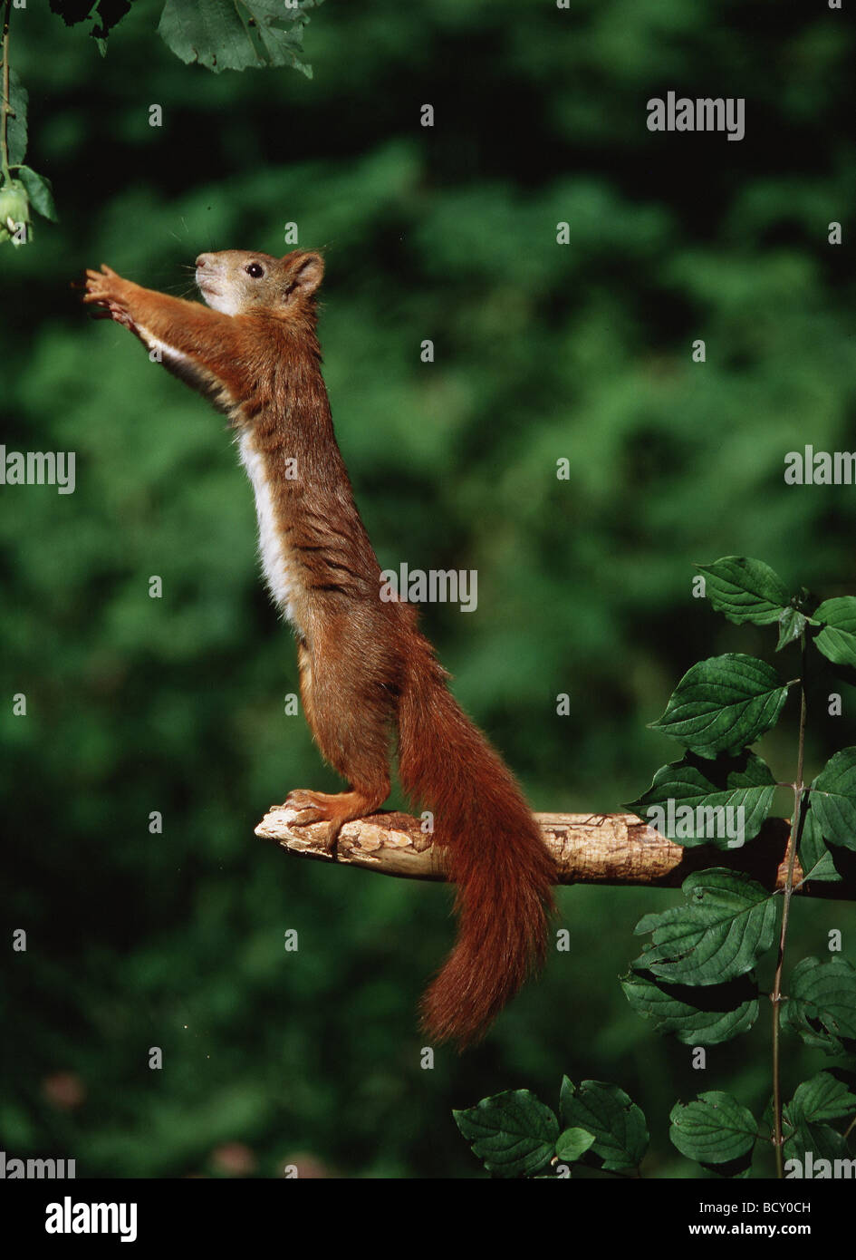 Squirrel foot hi-res stock photography and images - Alamy