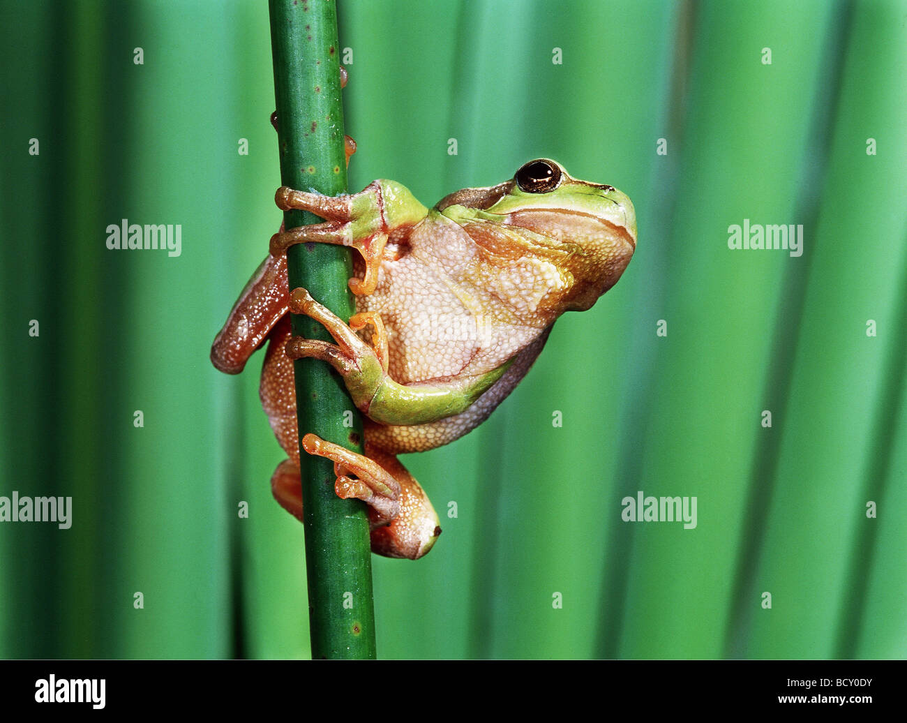 Frog Gymnastics High Resolution Stock Photography and Images - Alamy