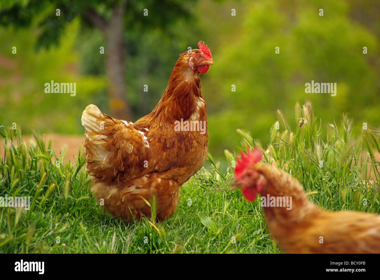 Tier vogel huhn henne hi-res stock photography and images - Alamy