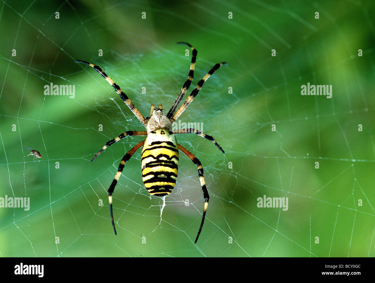Spiders catching insects hi-res stock photography and images - Alamy