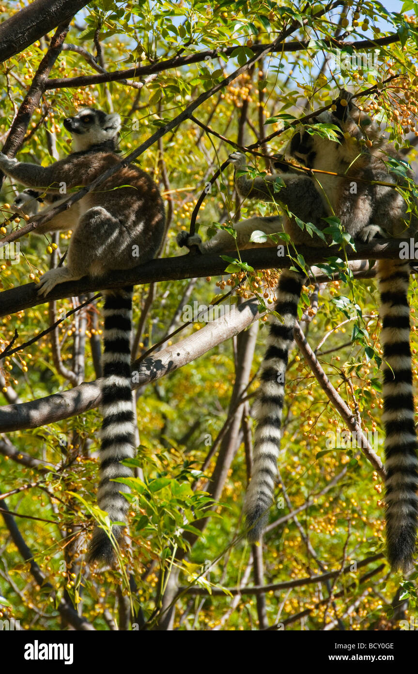 ring tailed lemurs (catta) in Anja Reserve in Madagascar Stock Photo ...