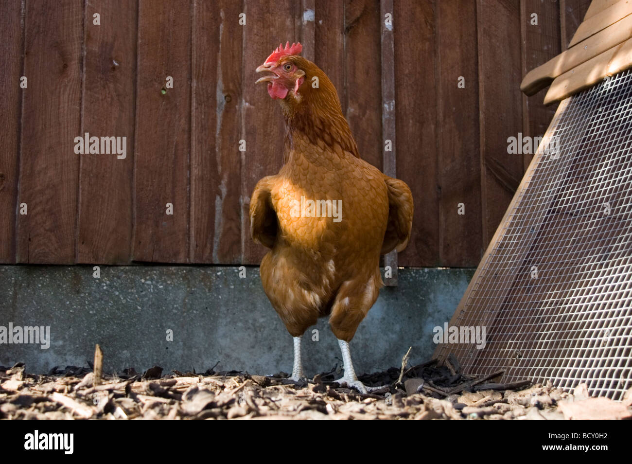 One chicken standing on bark in their outside home Stock Photo - Alamy