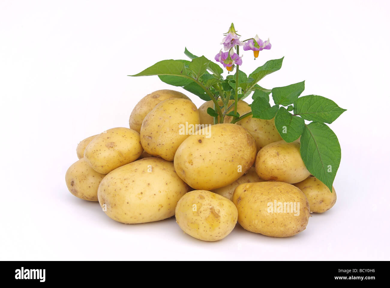 Potato plant flower tuber hi-res stock photography and images - Alamy