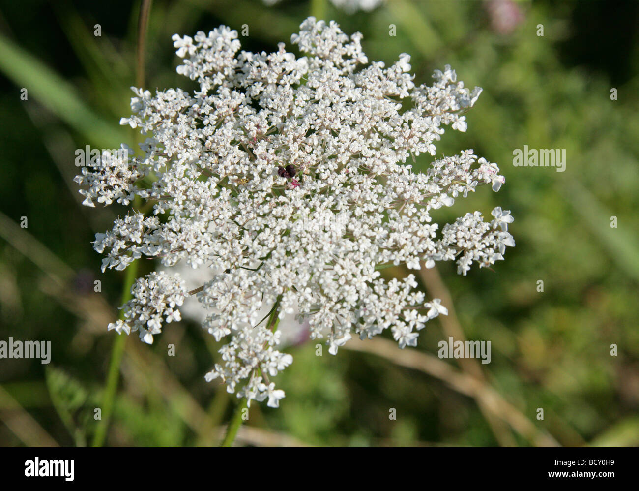 Queen anne lace hi-res stock photography and images - Alamy