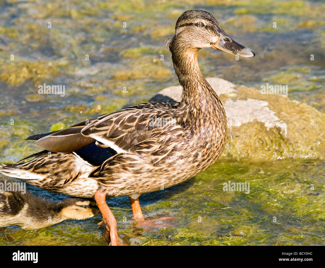 A female Mallard at Colwick Country Park, Nottingham Nottinghamshire ...