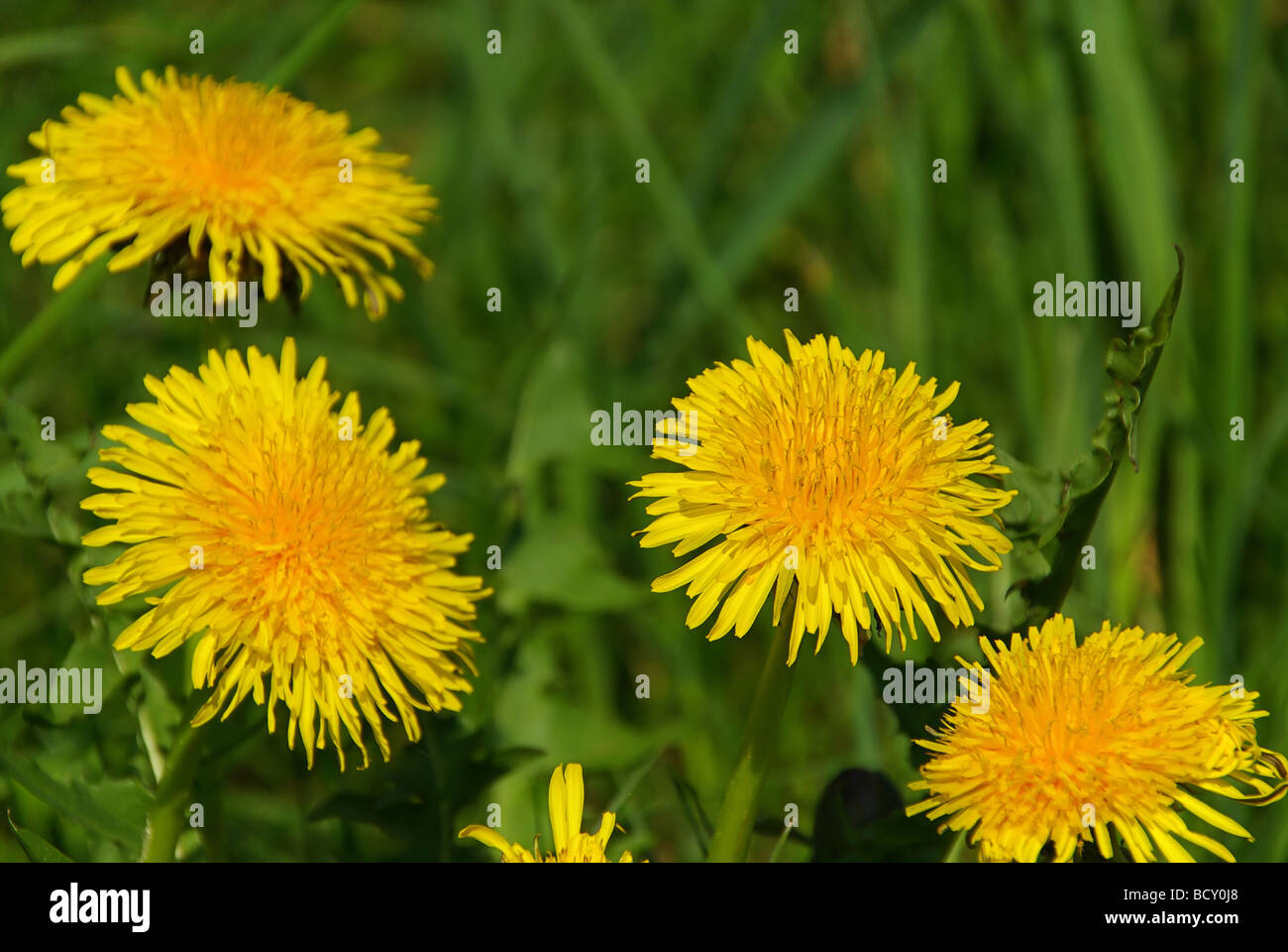 Lowenzahn dandelion hi-res stock photography and images - Alamy