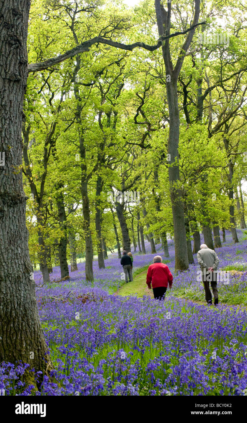 The bluebell wood near Kinclaven and Murthly in Perthshire Stock Photo ...