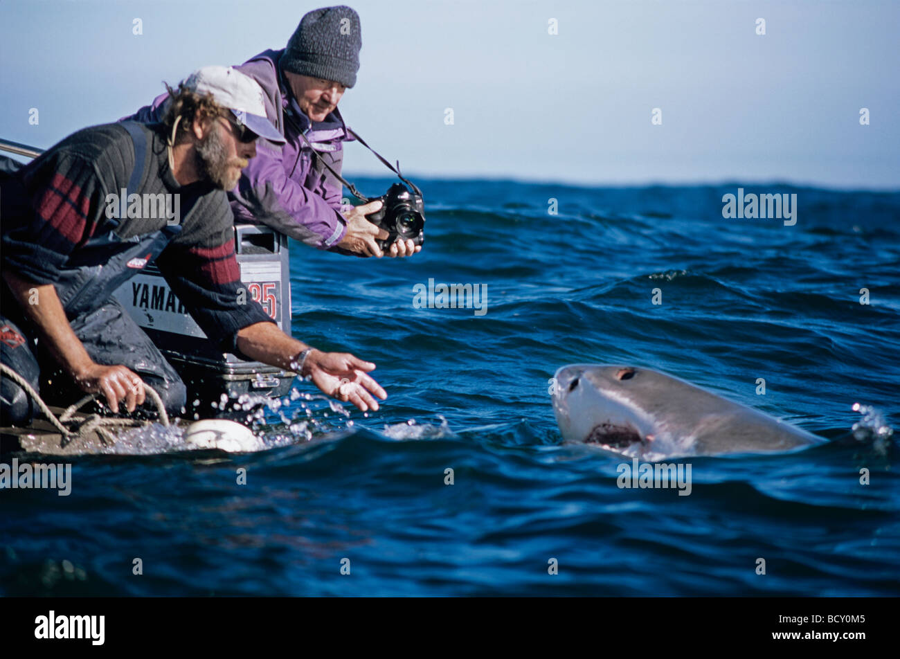 Andre Hartman tickling up Great White Shark Carcharodon carcharias ...