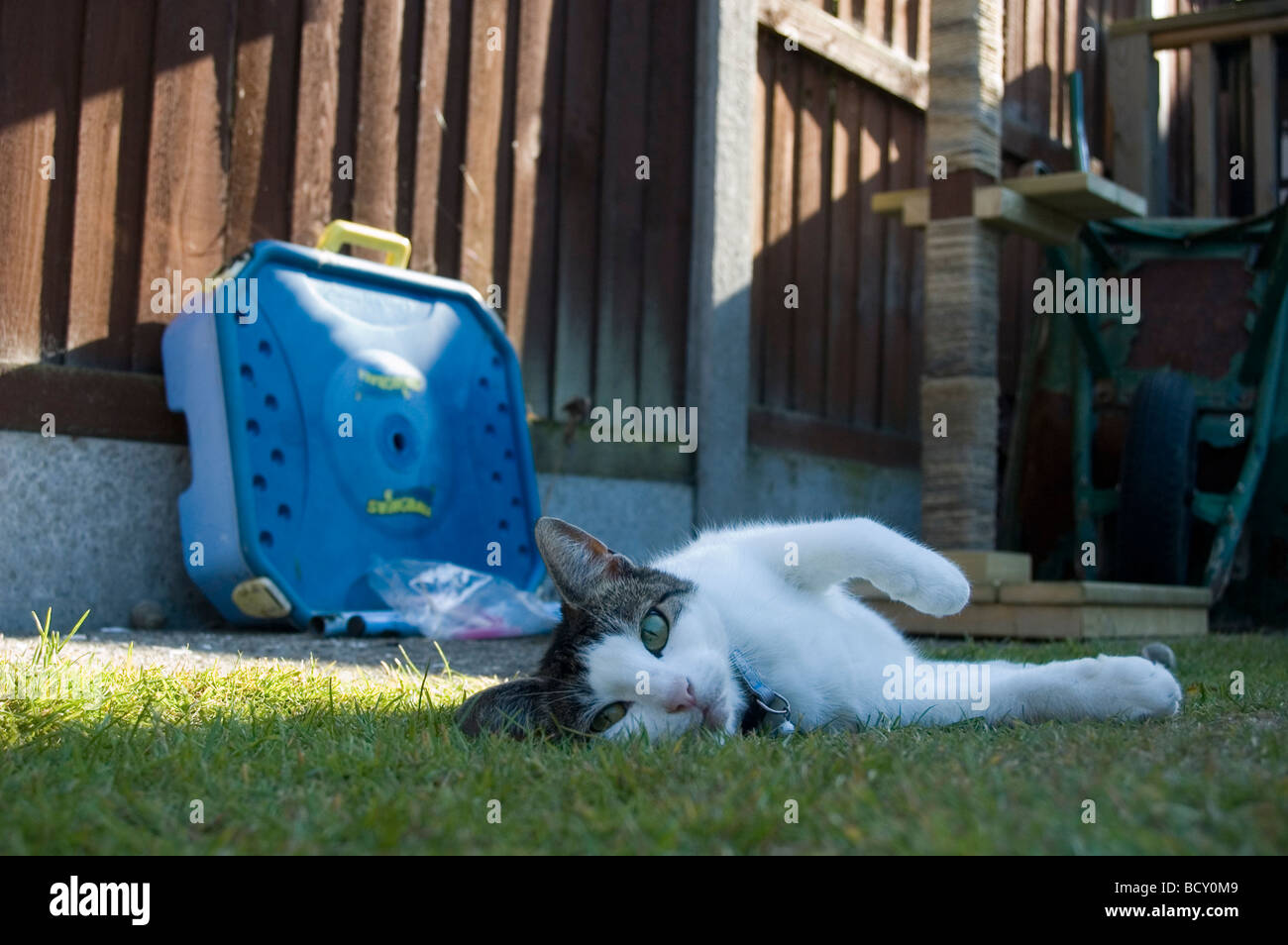 Cat laying in the grass hi-res stock photography and images - Alamy