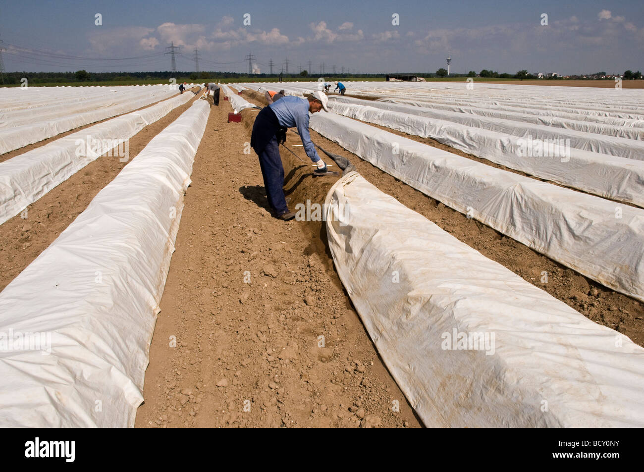 Workers harvest asparagus known as 'Spargel' in Germany which ...