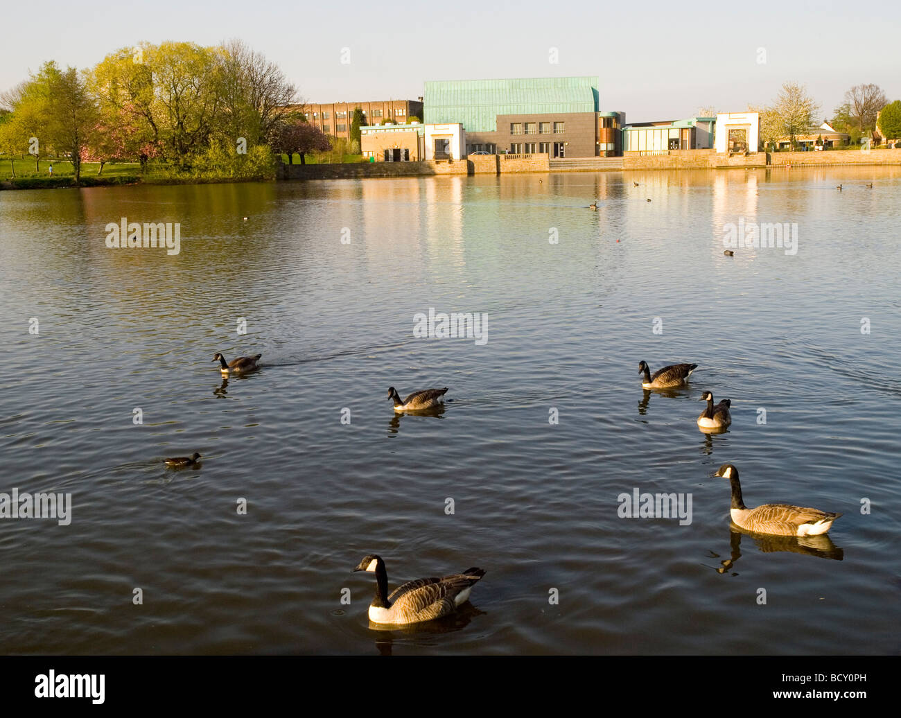 Geese on the lake at Highfields Park, Beeston Nottingham ...
