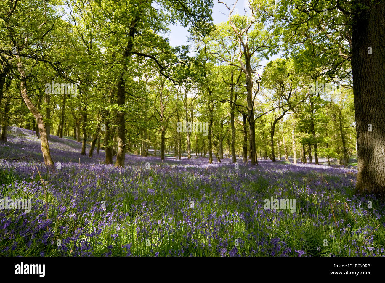 The bluebell wood near Kinclaven and Murthly in Perthshire Stock Photo ...