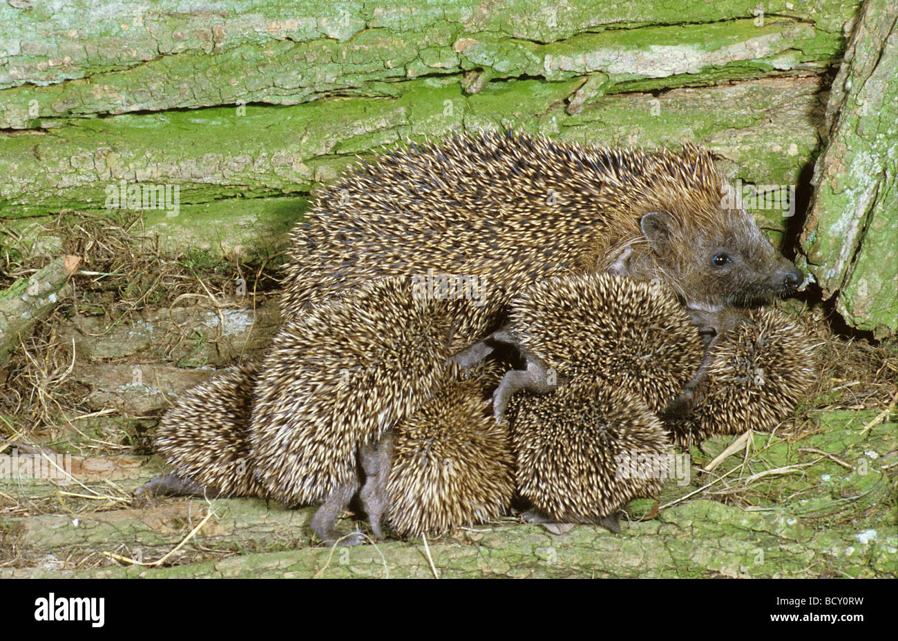 Baby hedgehogs and mother hi-res stock photography and images - Alamy