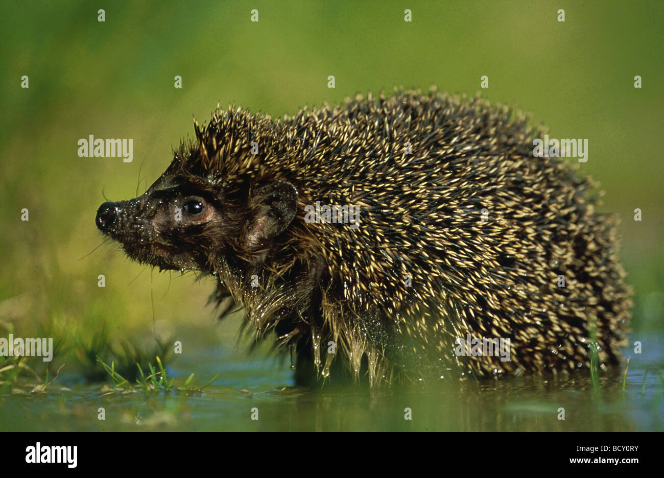 Gymnure hi-res stock photography and images - Alamy