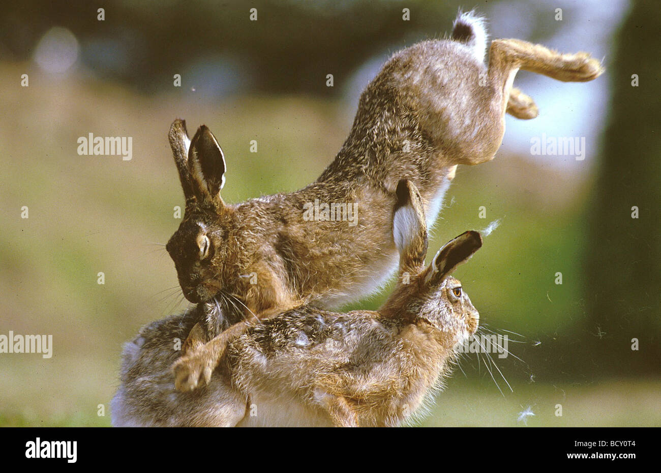 2 fighting European hare / Lepus europaeus Stock Photo - Alamy