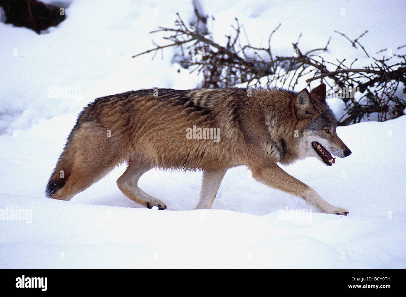Grey wolf running through hi-res stock photography and images - Alamy