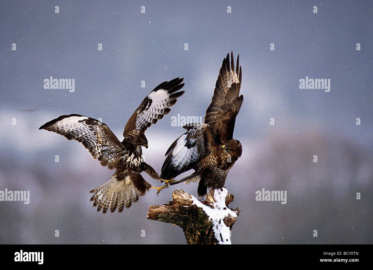 Buzzards on land hi-res stock photography and images - Alamy
