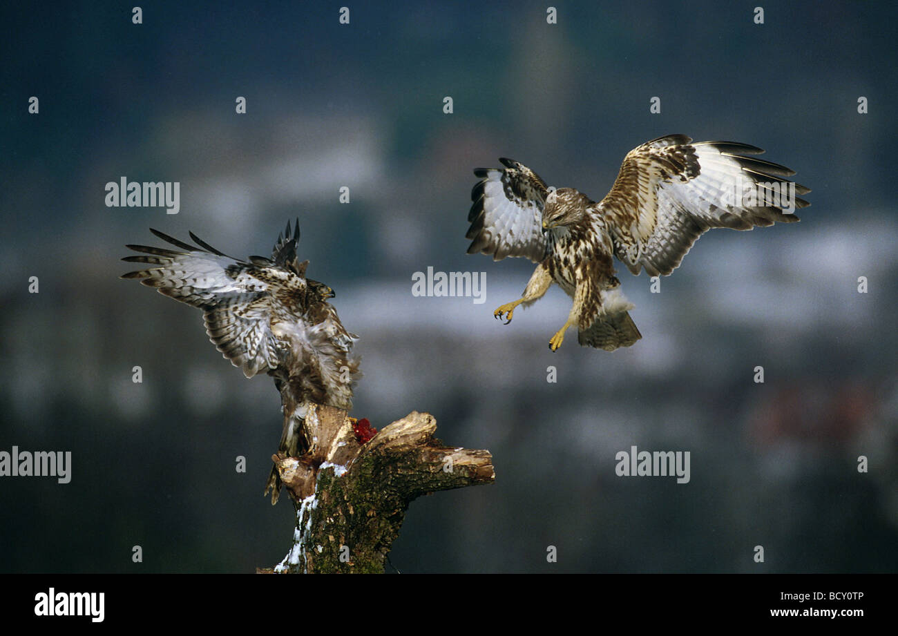 Attacking buzzard hi-res stock photography and images - Alamy