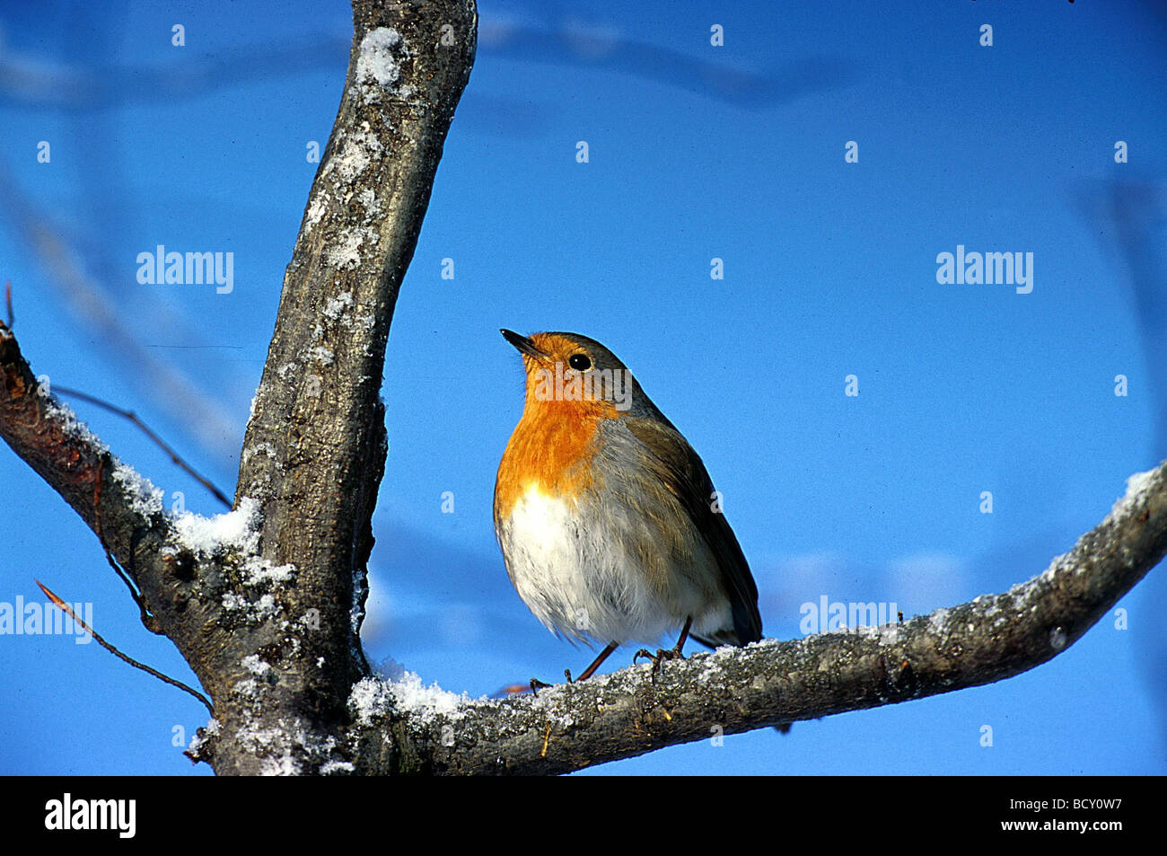 Fluffed up robin hi-res stock photography and images - Alamy