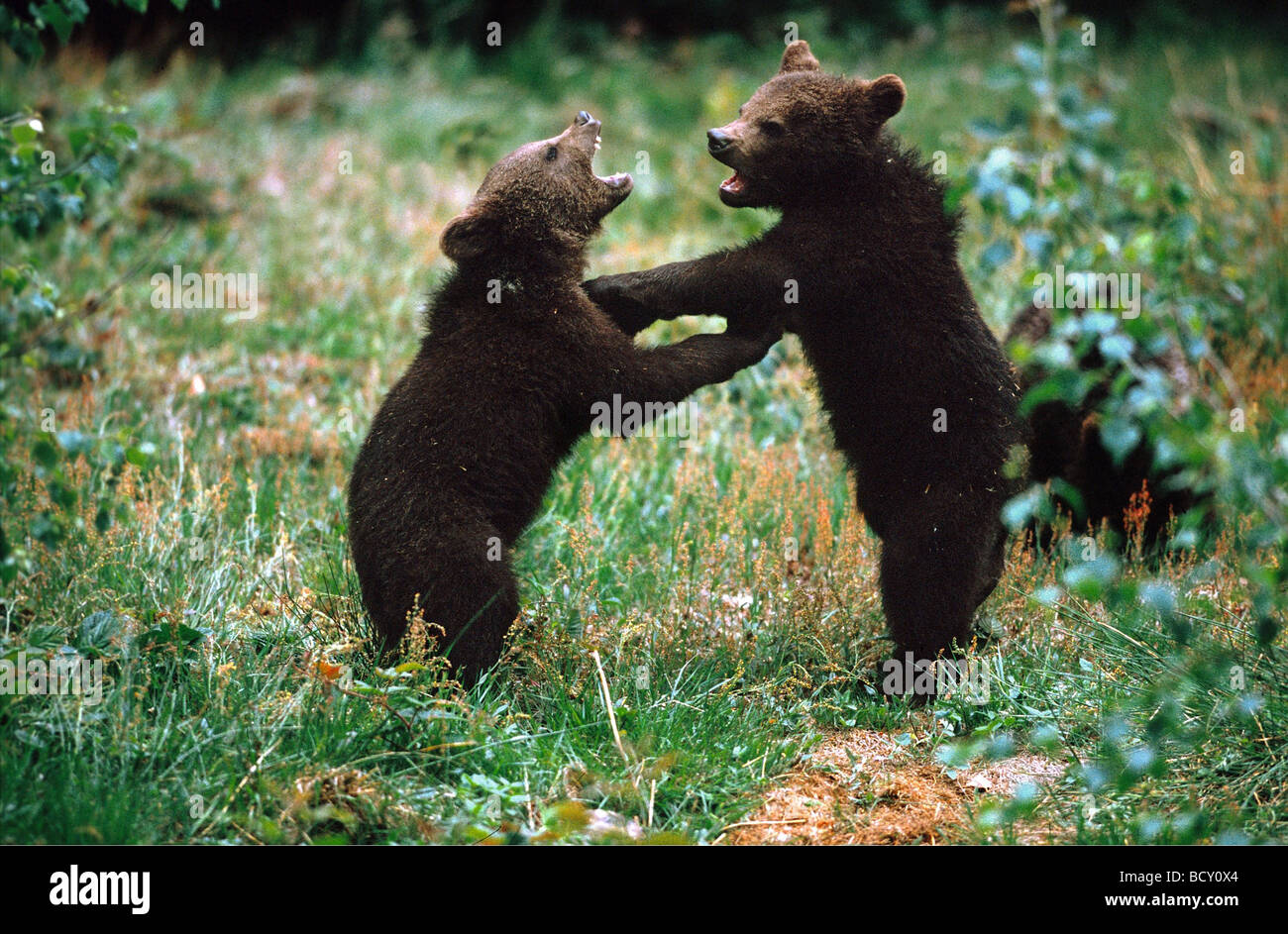 two playing brown bears Stock Photo - Alamy
