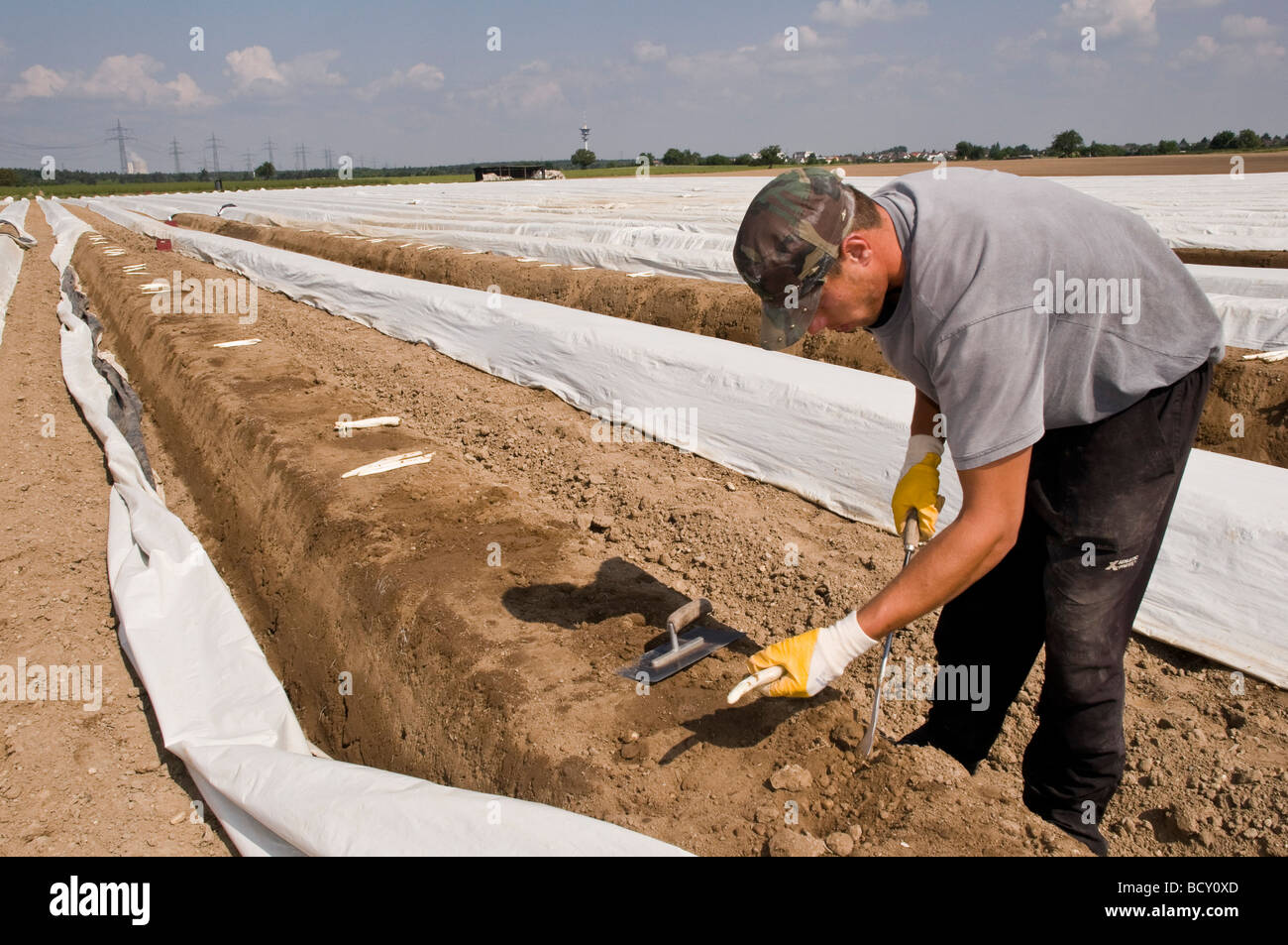 Workers harvest asparagus known as 'Spargel' in Germany which ...