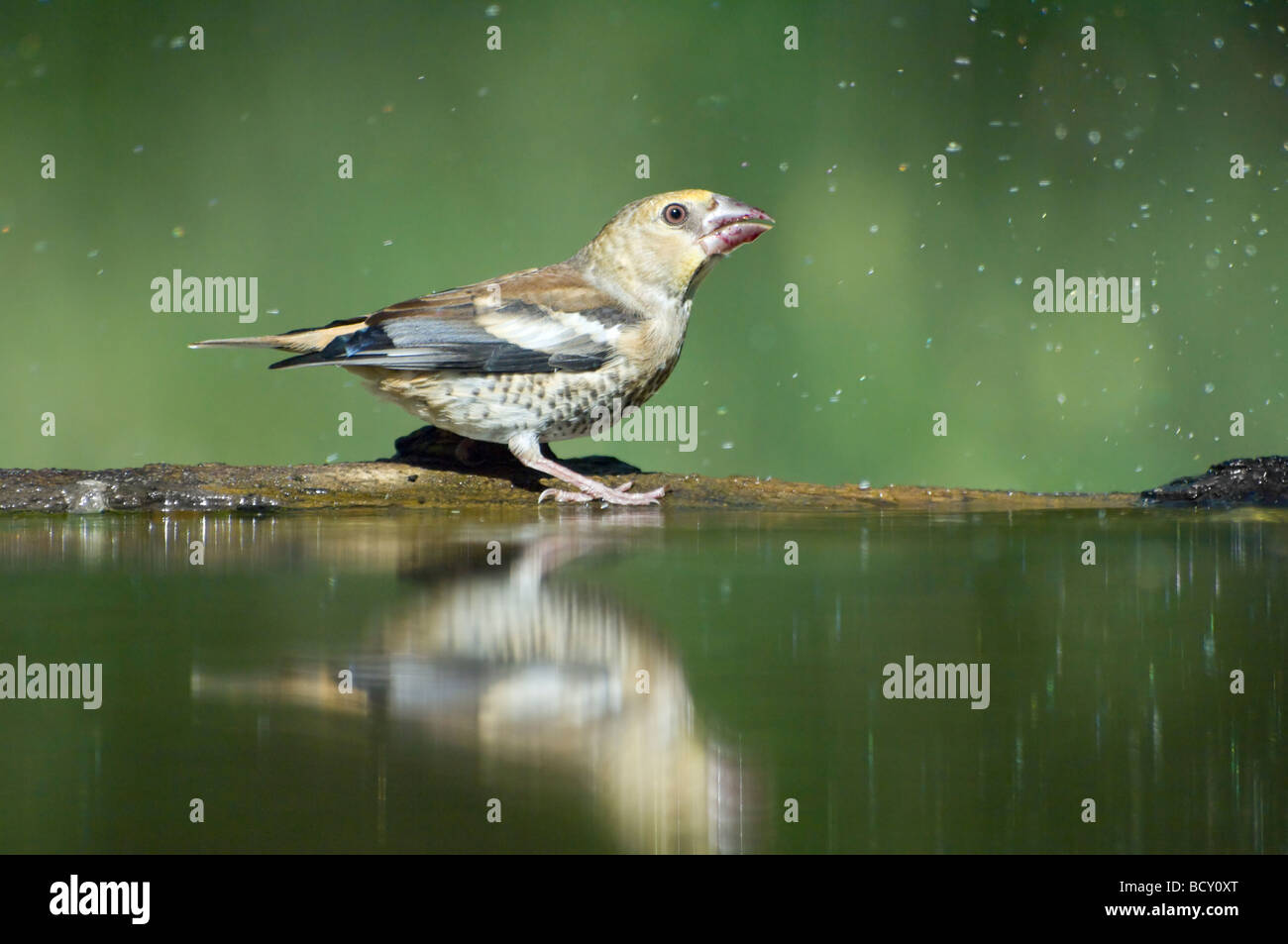 Hawfinch Juvenile Coccothraustes coccothraustes Hungary Stock Photo - Alamy