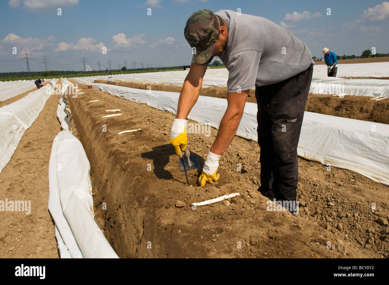 Workers harvest asparagus known as 'Spargel' in Germany which ...