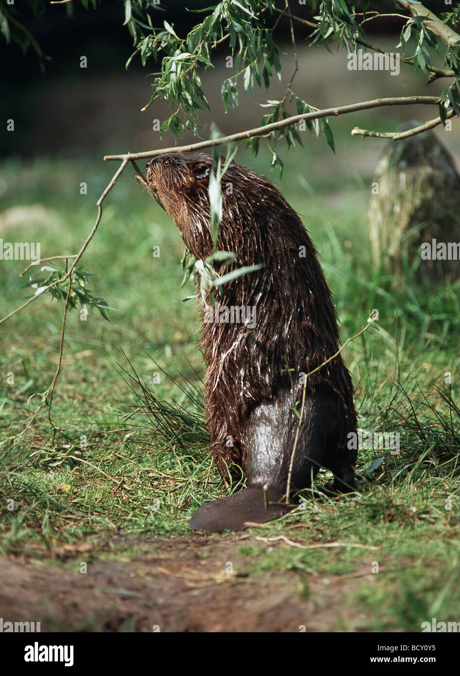 ( Castor fiber ) Eurasian beaver Stock Photo - Alamy
