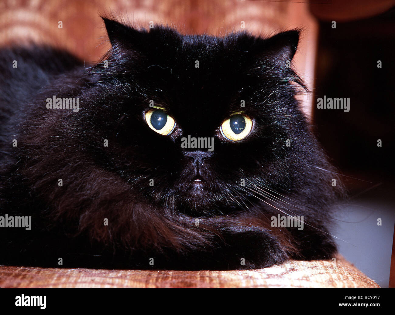 Black persian domestic cat adult hi-res stock photography and images ...