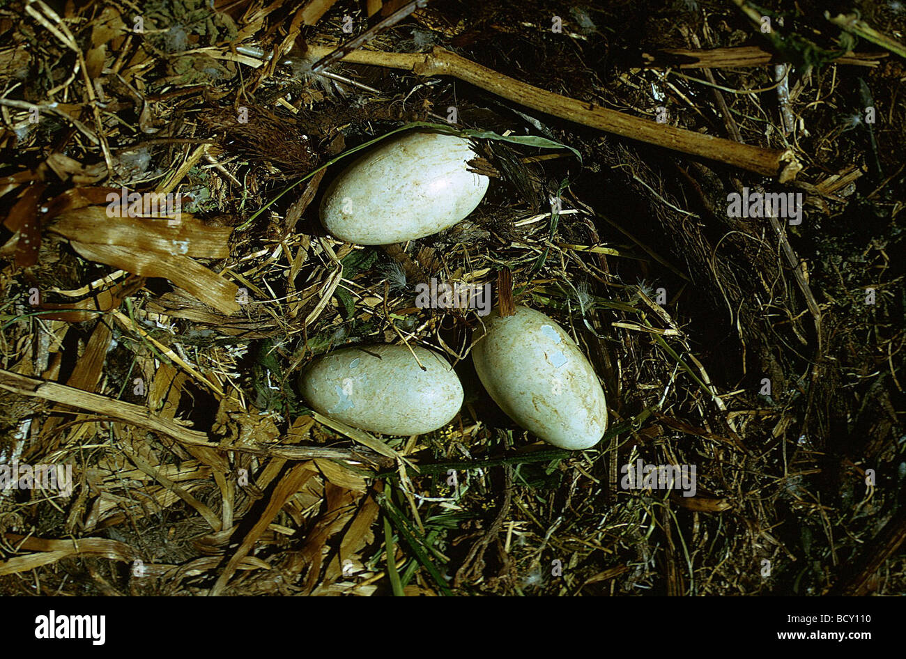 Shag nest eggs hi-res stock photography and images - Alamy