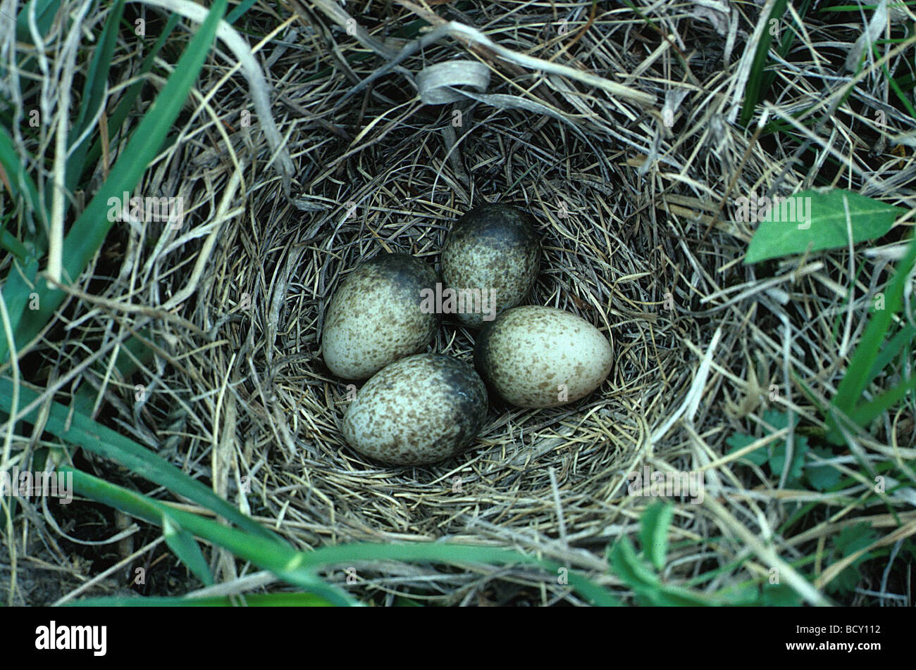 Skylark nests hi-res stock photography and images - Alamy