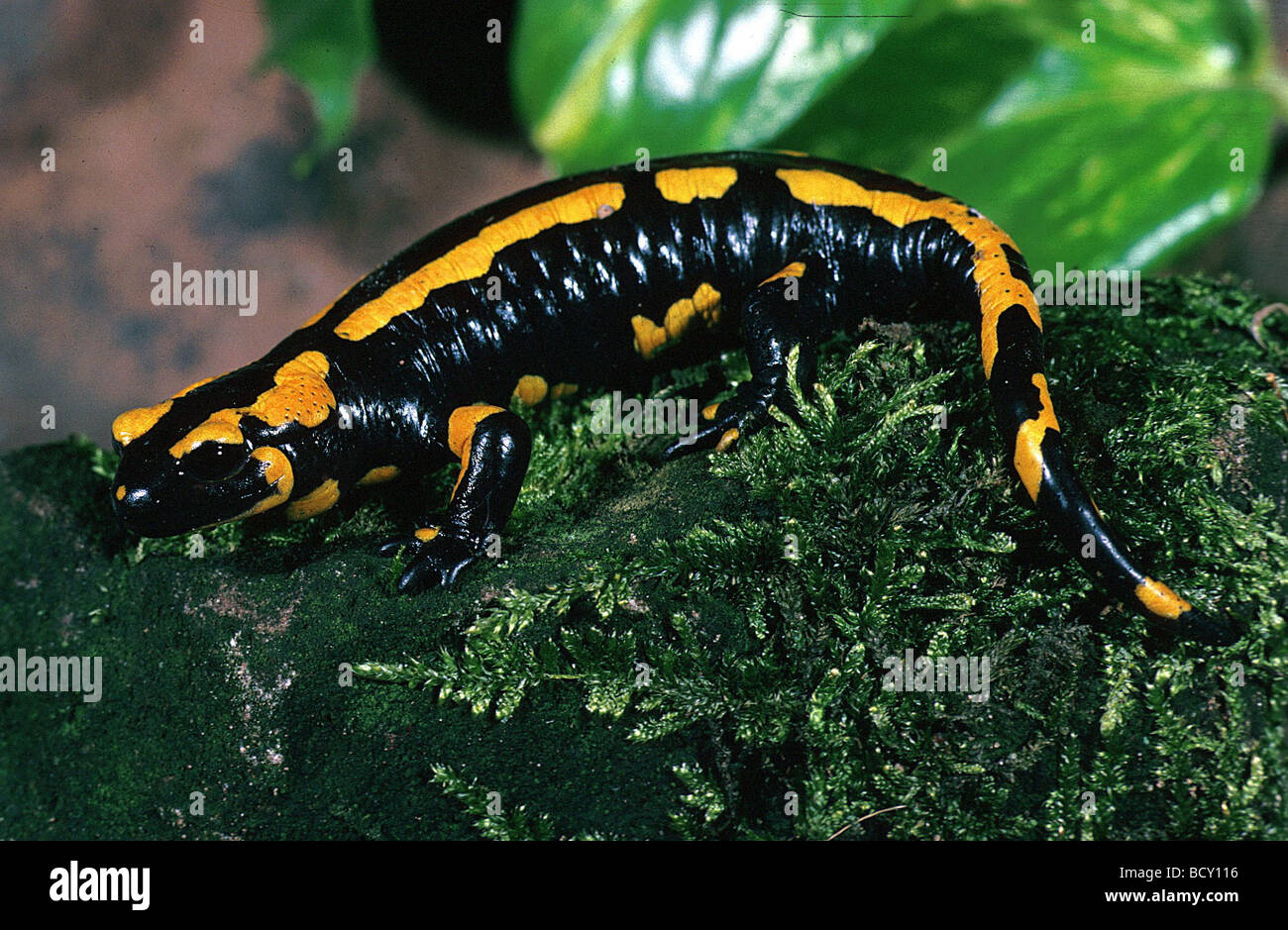 European fire salamanders hi-res stock photography and images - Alamy