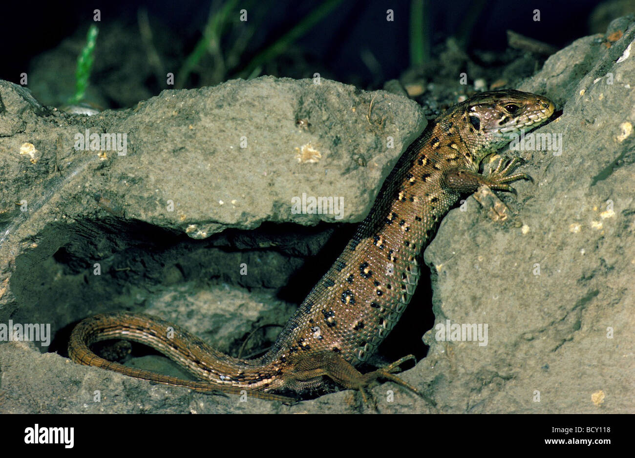 Lacerta agilis / Sand lizard - creeping out of its burrow Stock Photo ...