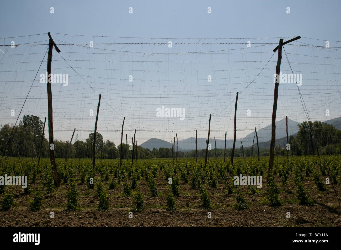 Hop farming, 15 field workers tend to the young plants which will ...