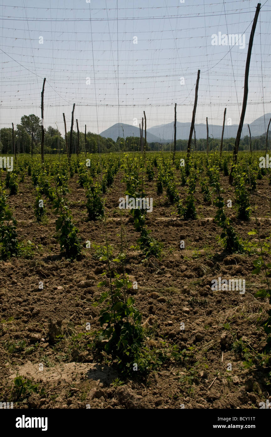 Hop farming, 15 field workers tend to the young plants which will ...