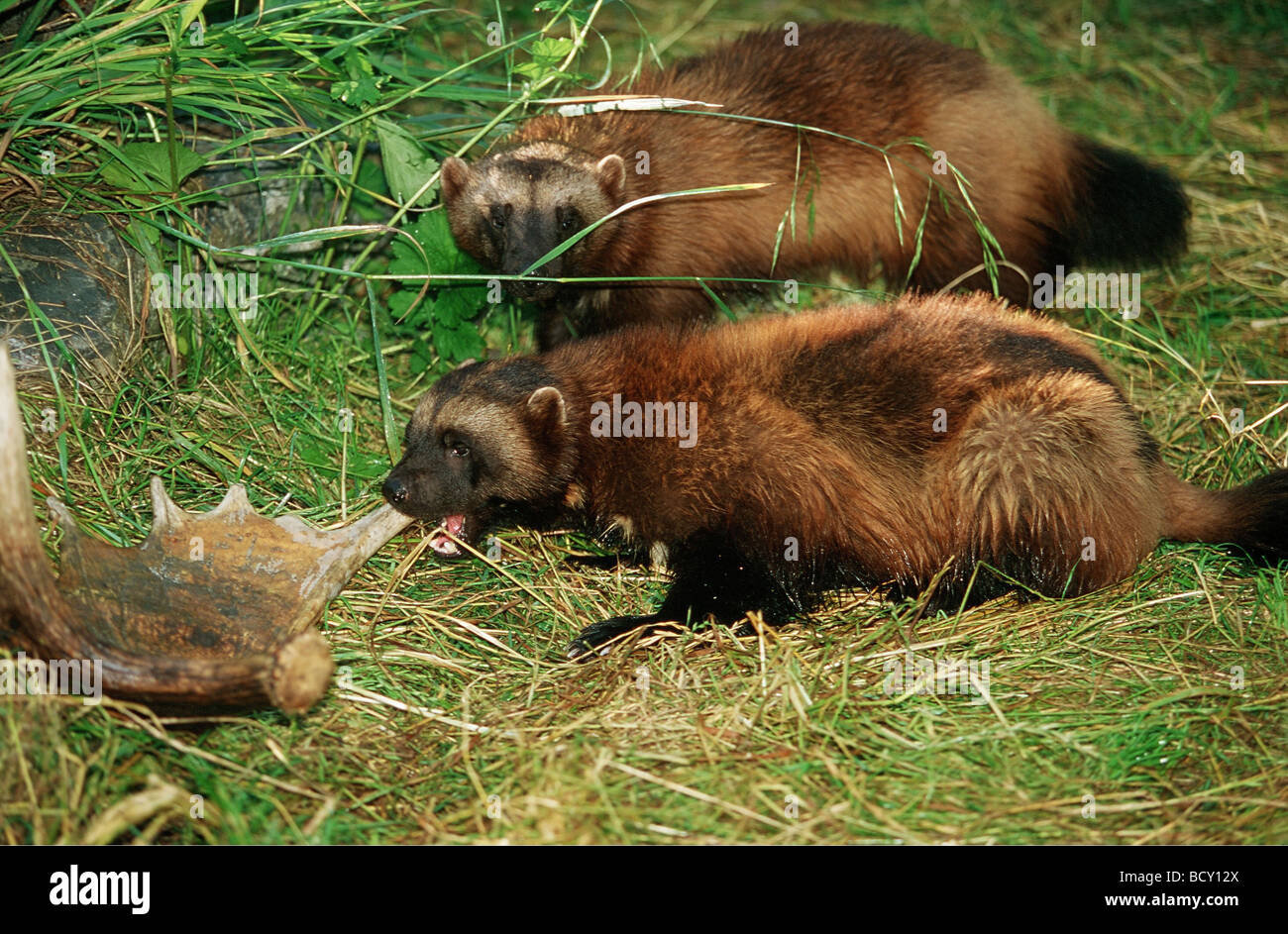 wolverine / gulo gulo Stock Photo - Alamy